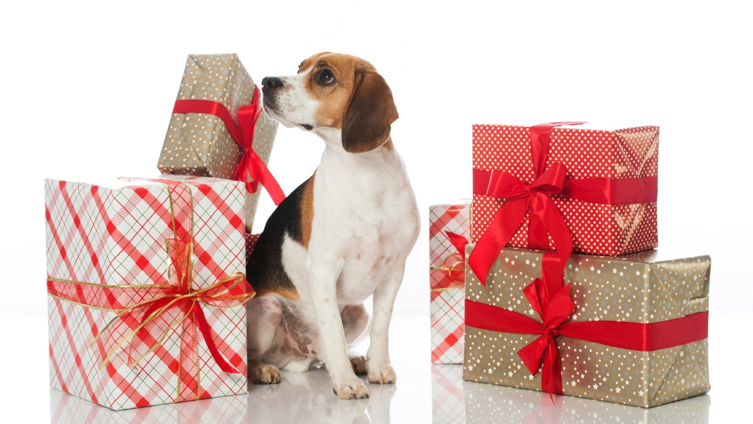 Top 15 custom gifts for dogs that celebrate more than just a pet ...
